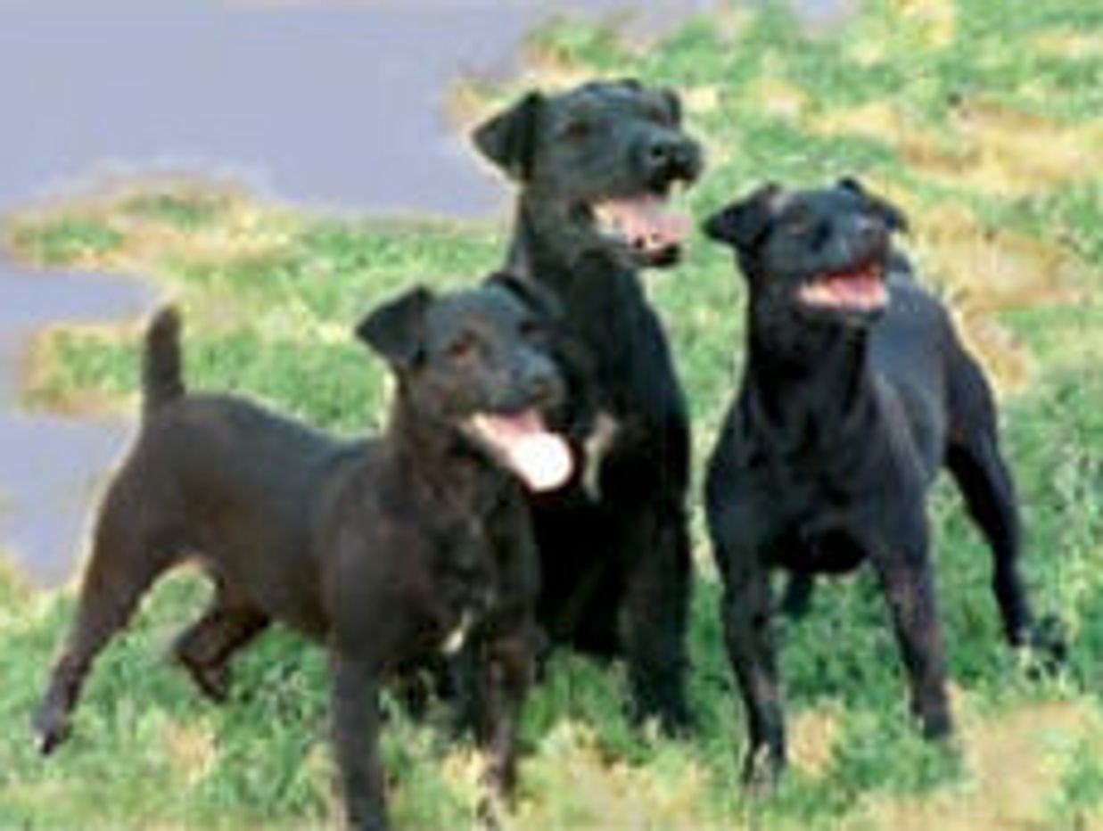 The first PTCA terriers